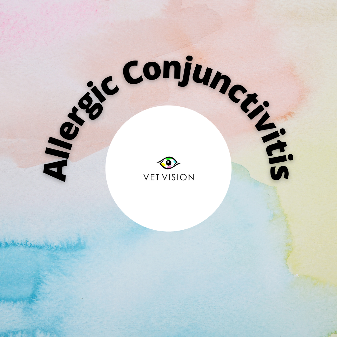 Allergic Conjunctivitis in Dogs - Veterinary Ophthalmologist Dr. Lo-an ...